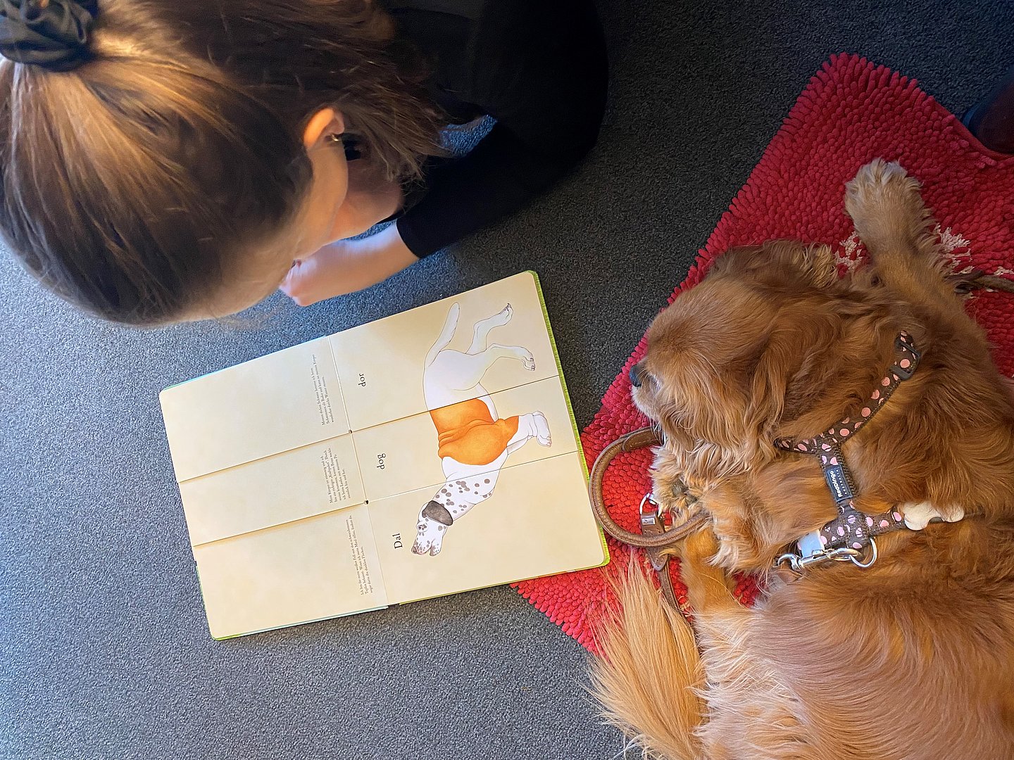 Hundgestütztes Lesen: Stiftung Lesen